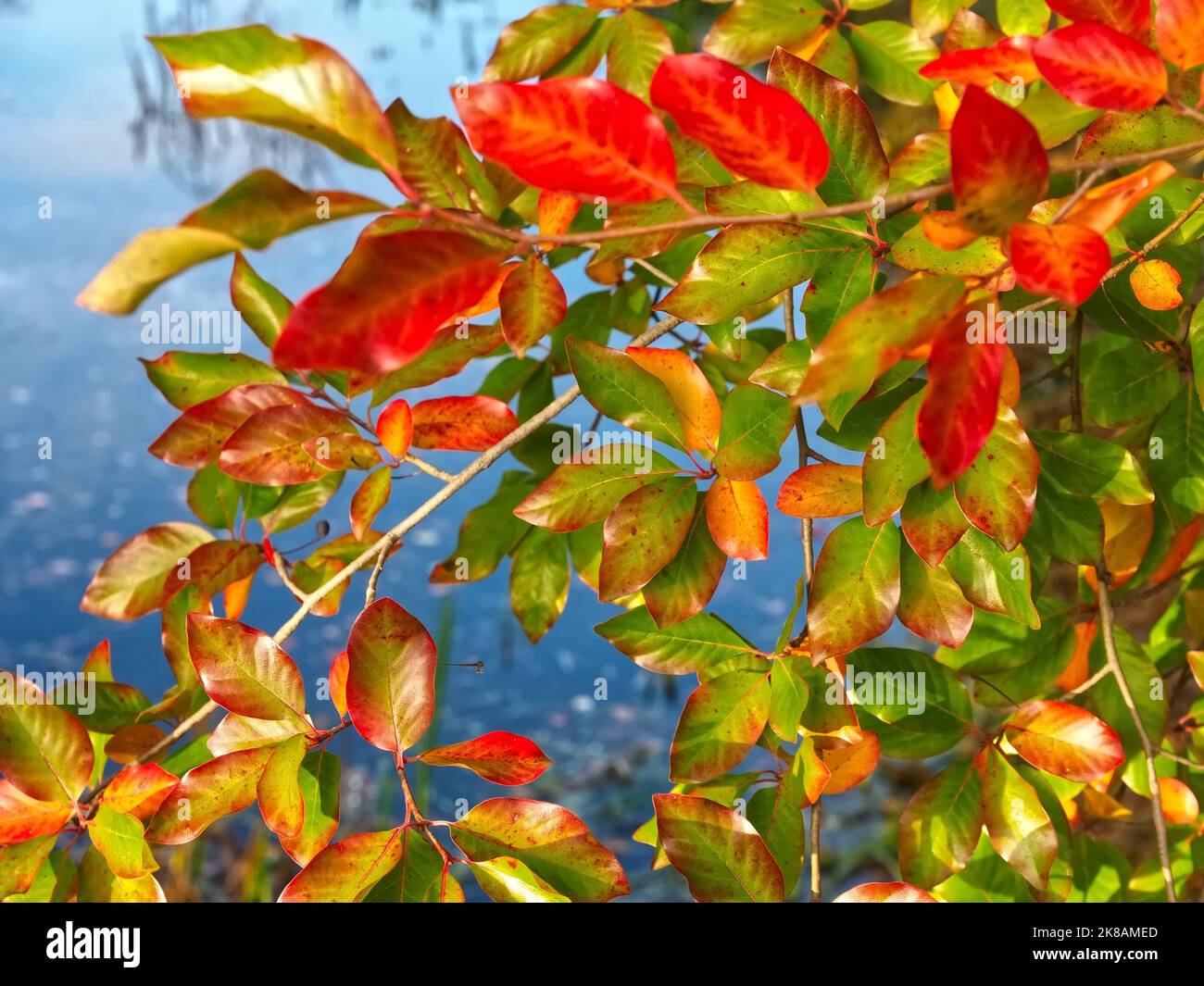 Colours of autumn fall - beautiful black Tupelo tree Stock Photo - Alamy