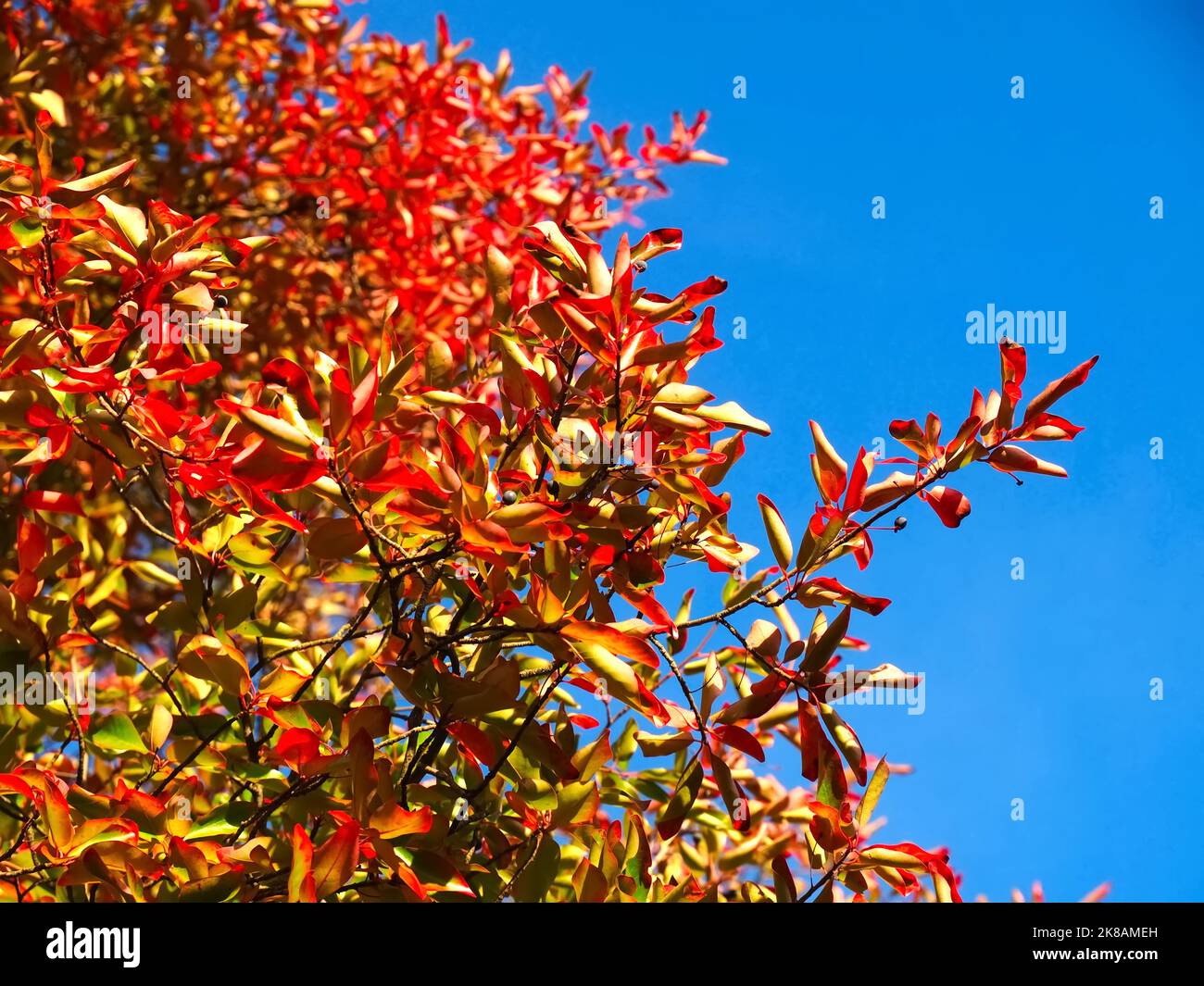 Colours of autumn fall - beautiful black Tupelo tree Stock Photo - Alamy