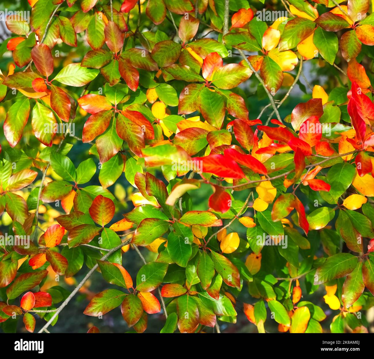 Colours of autumn fall - beautiful black Tupelo tree Stock Photo - Alamy