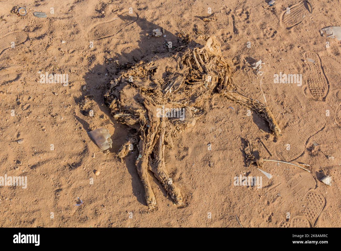 Dead dog island hi-res stock photography and images - Alamy