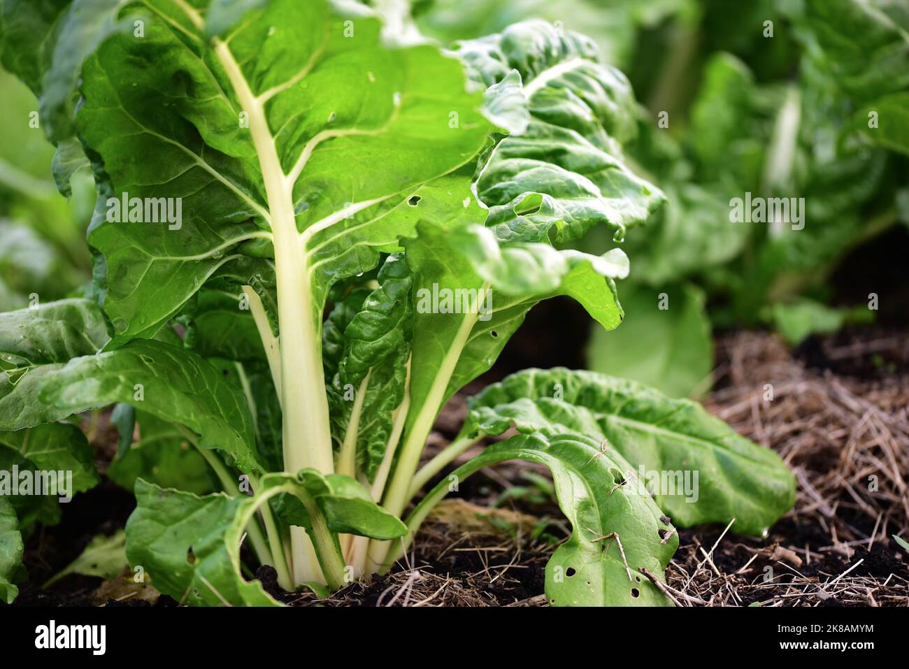 Swiss chard growing in the summer Stock Photo - Alamy