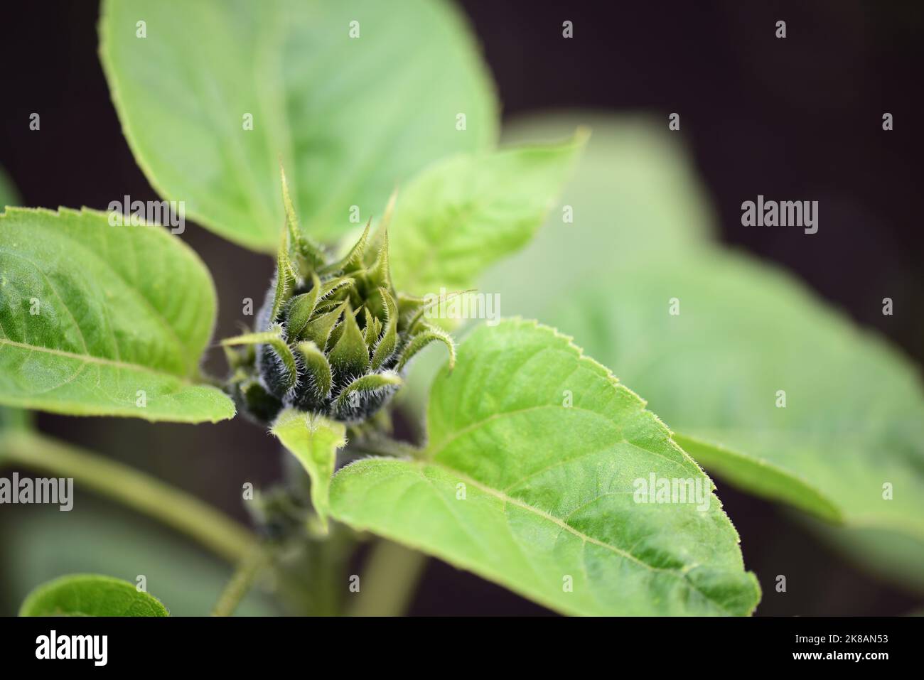 Mini sunflower bud forming in summer Stock Photo - Alamy