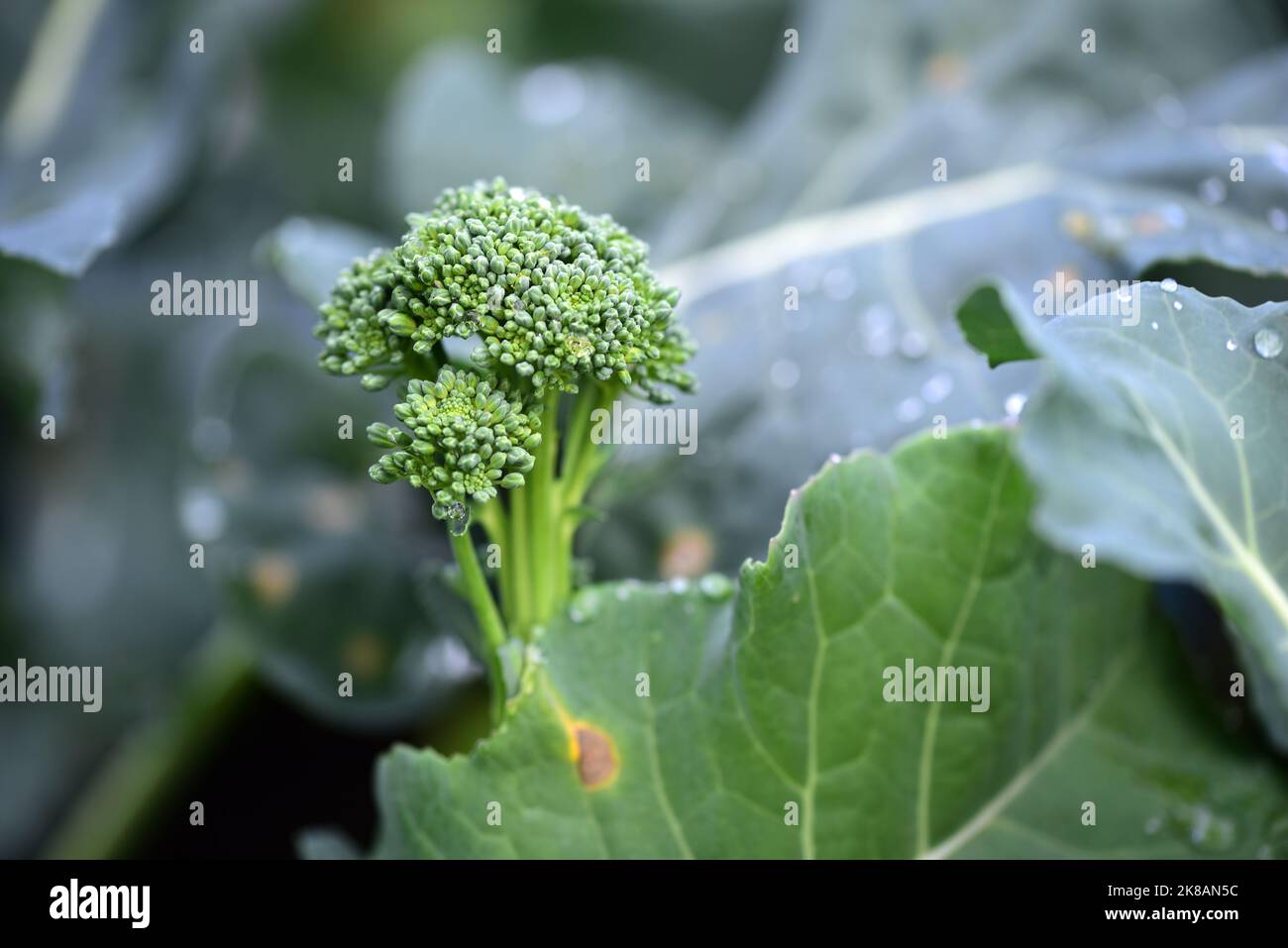 Purple sprouting summer broccoli hi-res stock photography and images ...