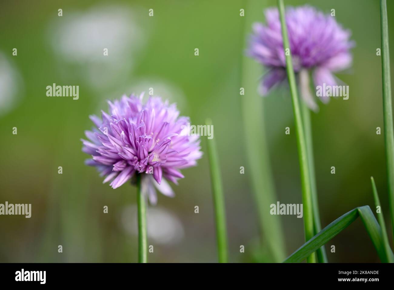 Purple chive flowers growing on a community allotment Stock Photo - Alamy