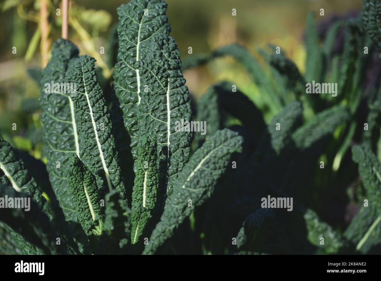 Black Tuscan or Dinosaur kale growing in the sun Stock Photo - Alamy