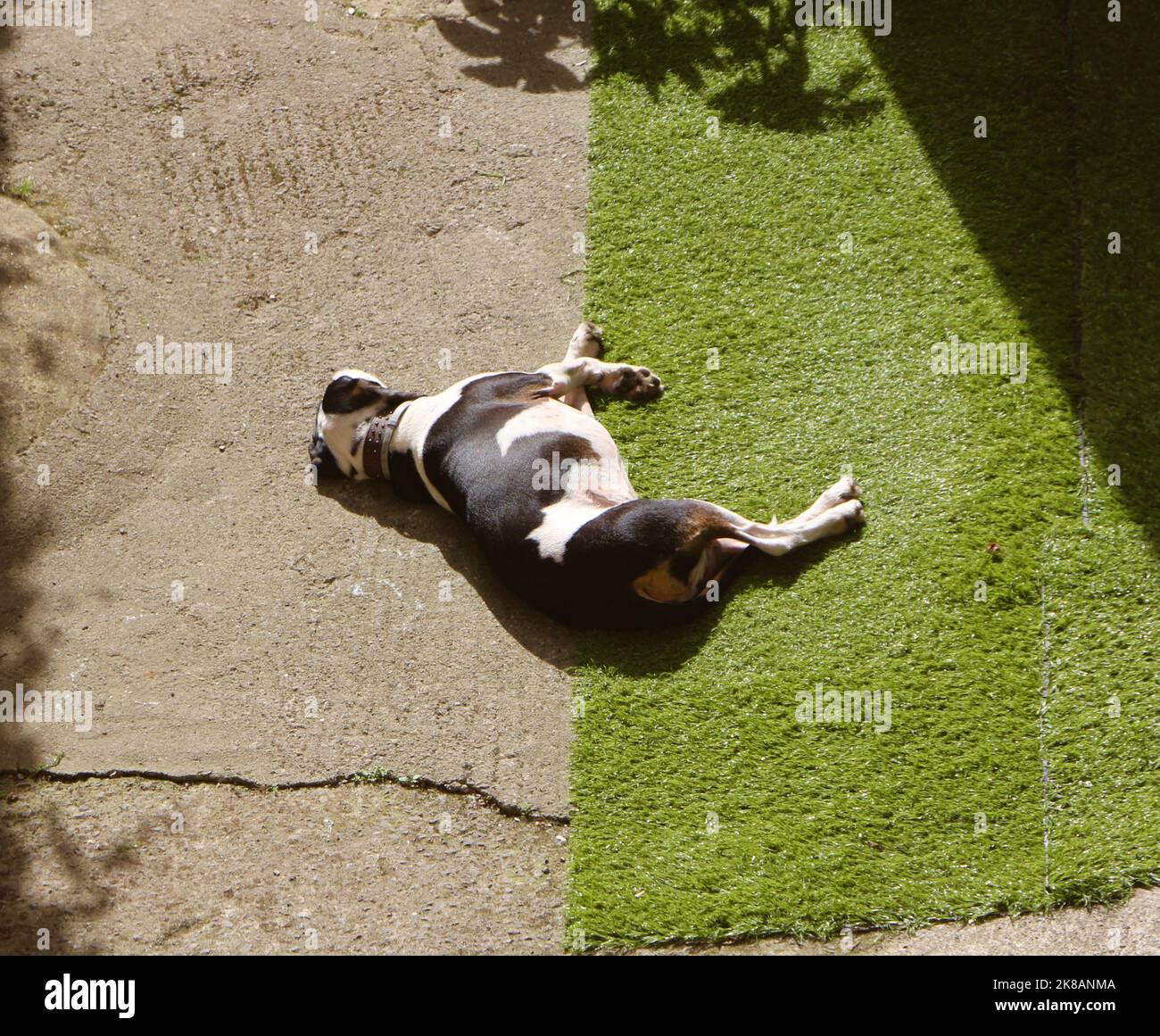 Large sleeping black and white dog laying across grass and concrete ...