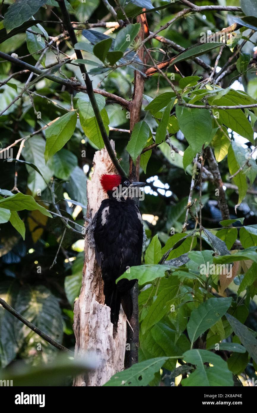 Guayaquil woodpecker in the trees of the Amazon Rainforest Stock Photo ...