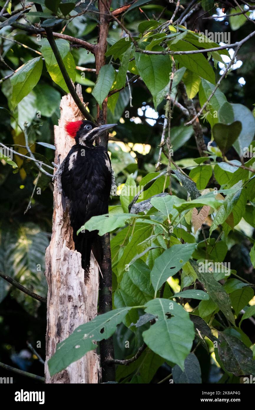 Guayaquil woodpecker in the trees of the Amazon Rainforest Stock Photo ...