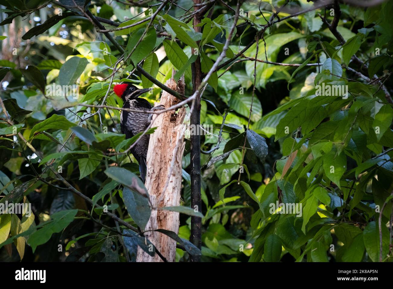 Guayaquil woodpecker in the trees of the Amazon Rainforest Stock Photo ...