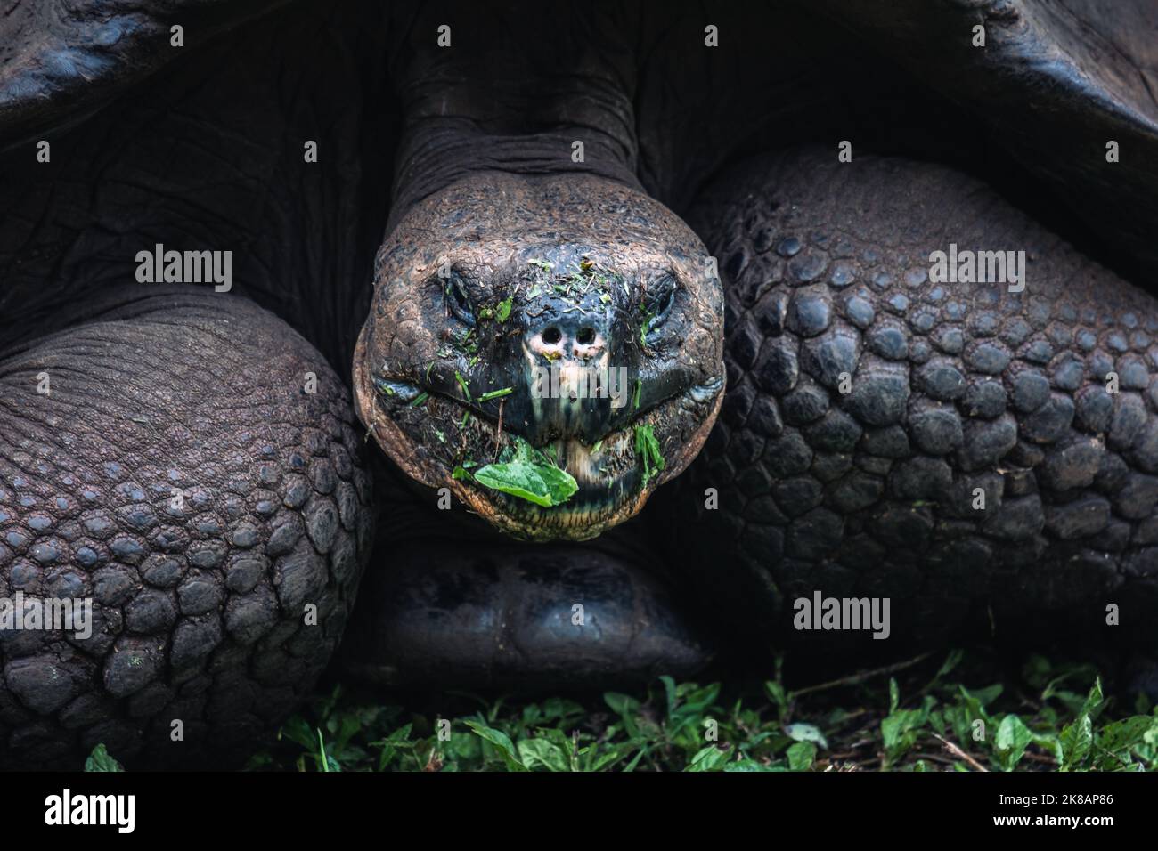Galapagos giant tortoise feeding in the countryside Stock Photo - Alamy
