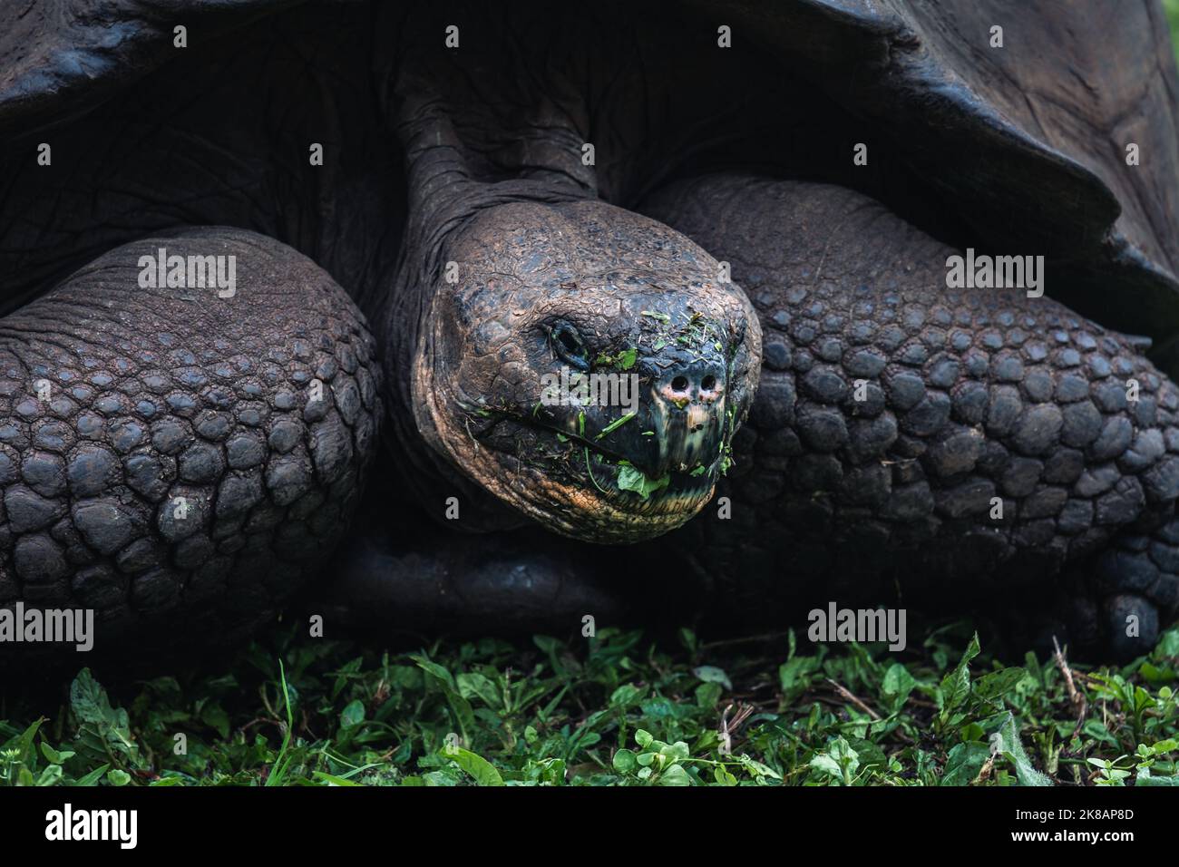 Galapagos giant tortoise feeding in the countryside Stock Photo - Alamy