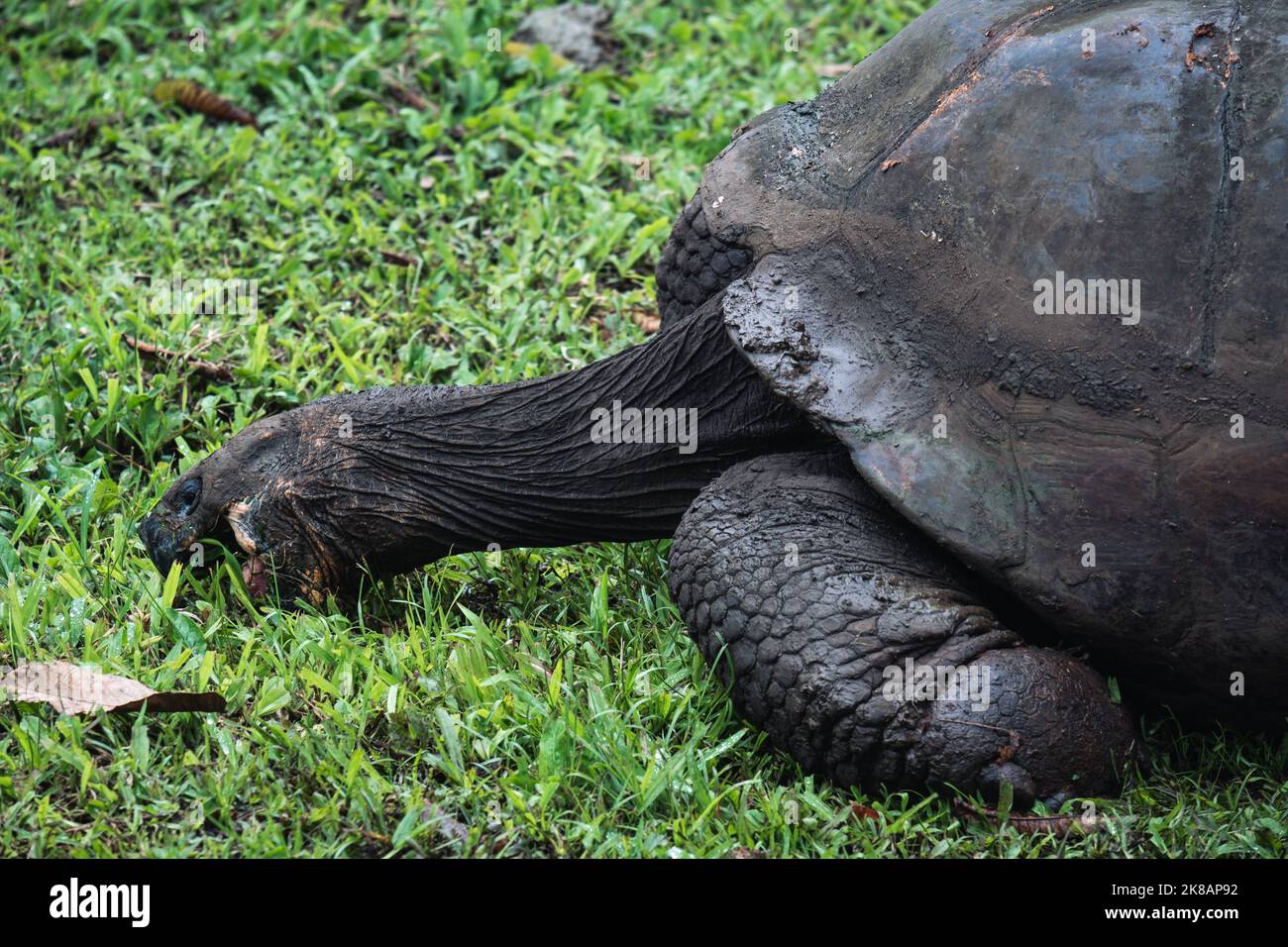 Galapagos giant tortoise feeding in the countryside Stock Photo - Alamy