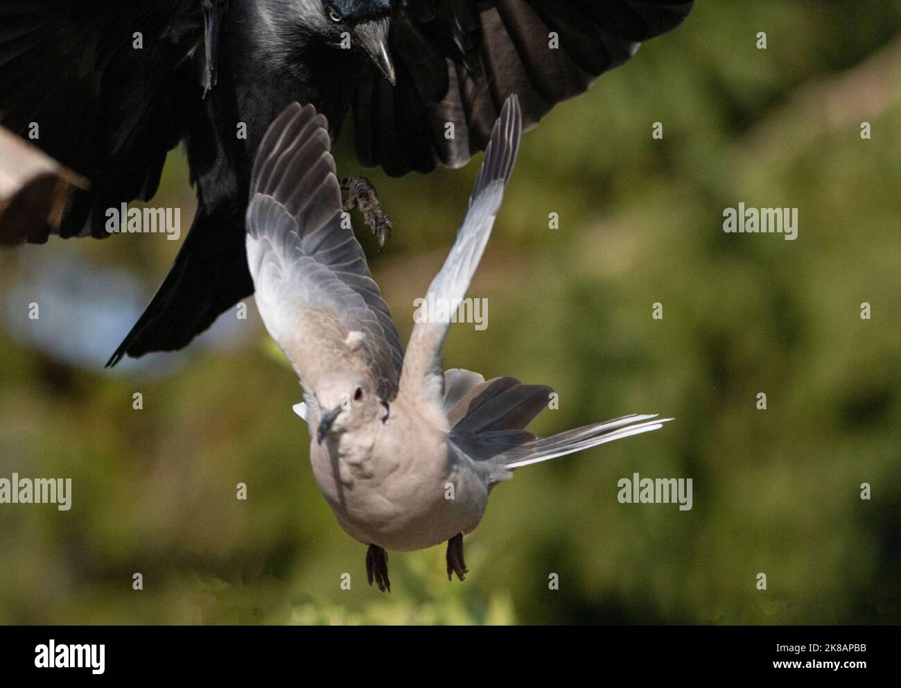 Black bird white collar hi-res stock photography and images - Alamy