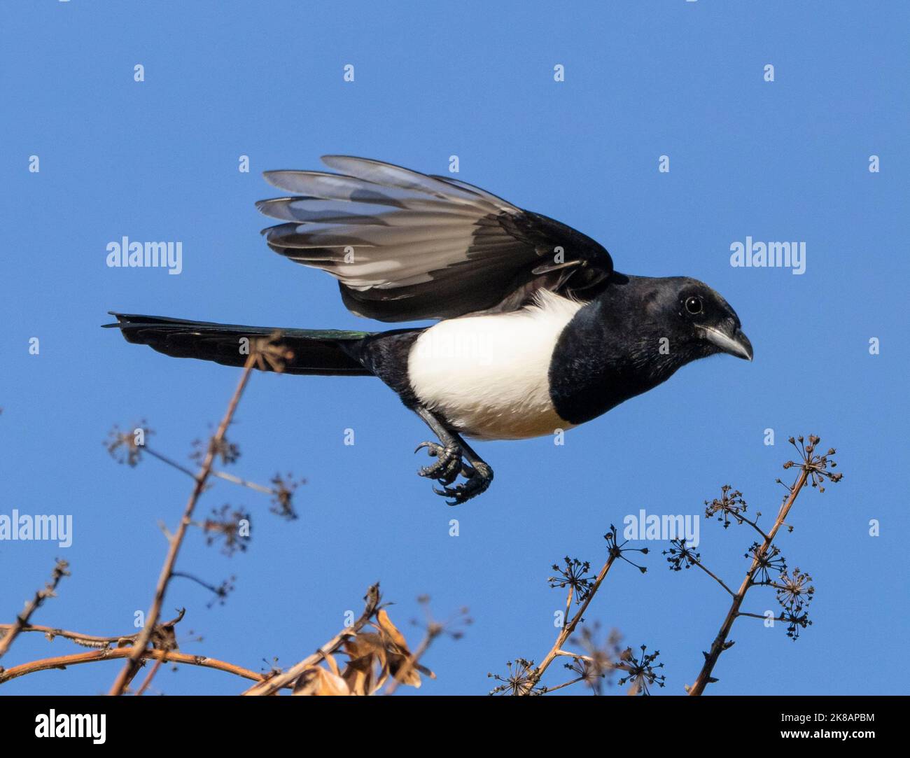 Magpie, flying in the UK Stock Photo - Alamy