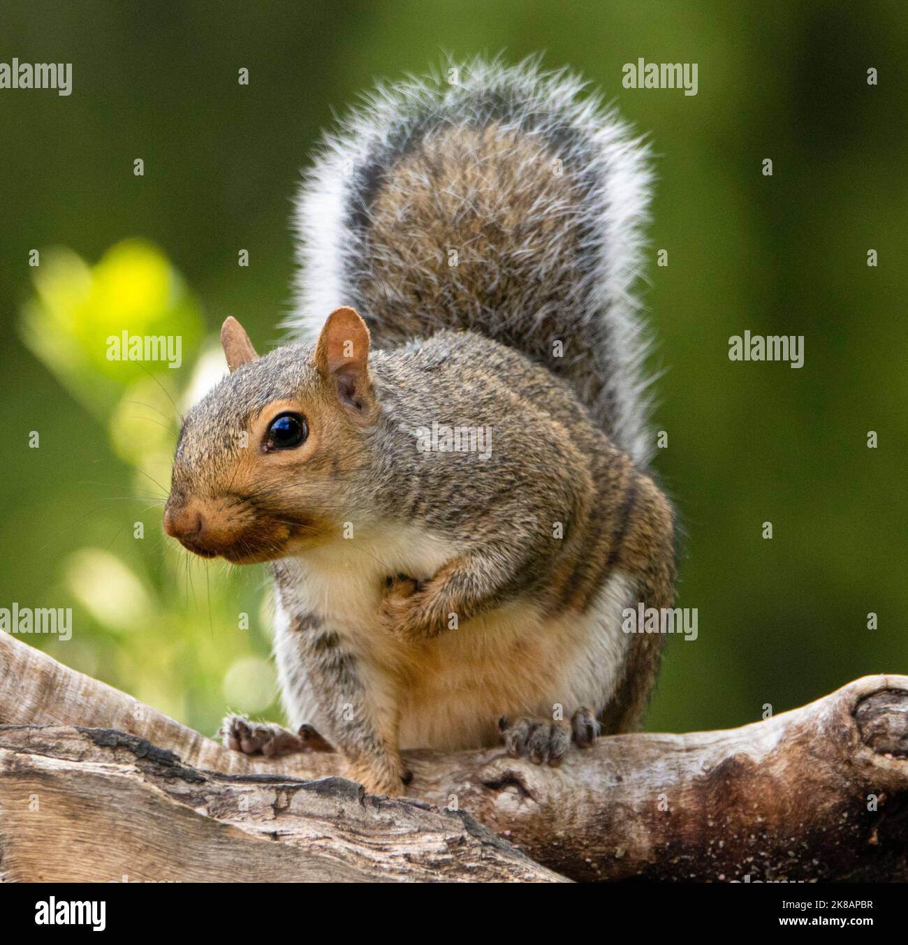 Squirrel handsome hi-res stock photography and images - Alamy