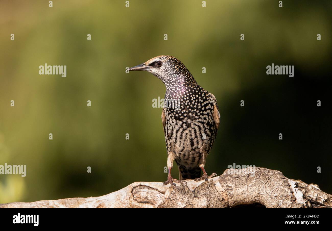 Starling, Common Starling, Bedfordshire UK, Gardens and countryside ...