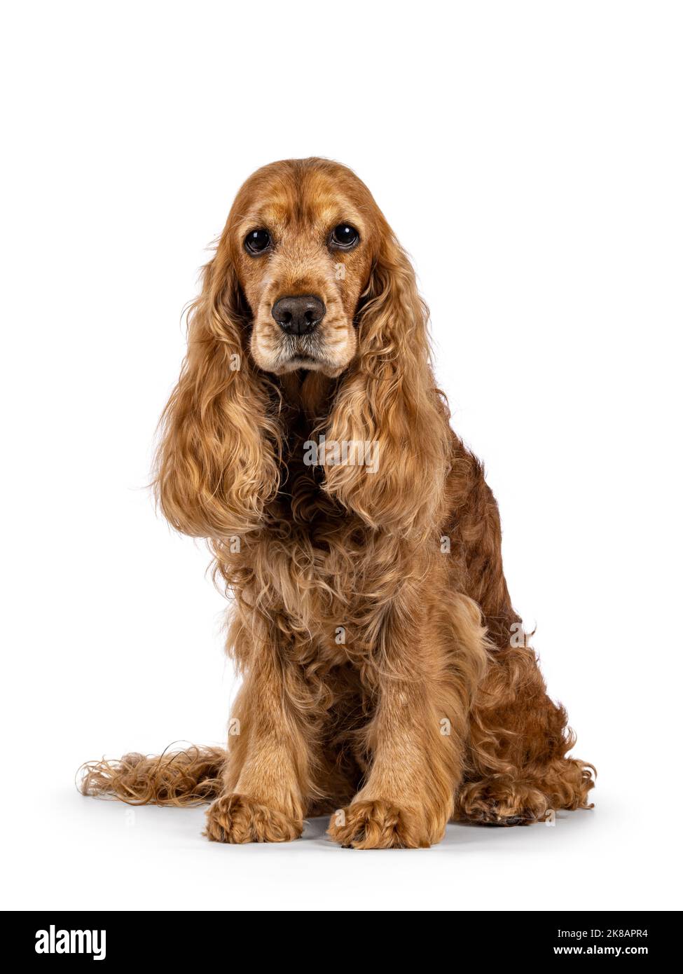 Handsome brown senior Cocker Spaniel dog, sitting up facing front ...