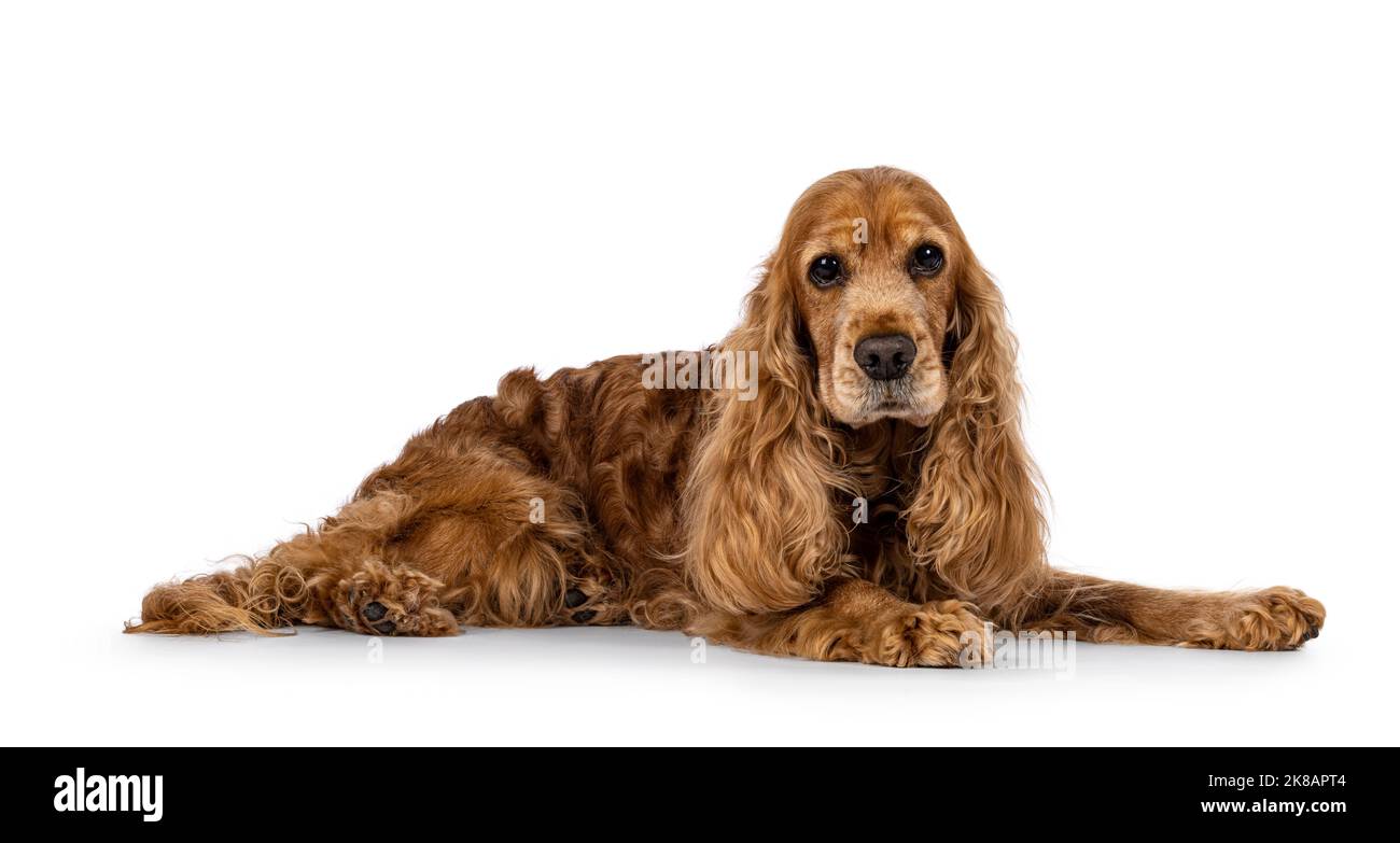 Senior cocker spaniel hi-res stock photography and images - Alamy
