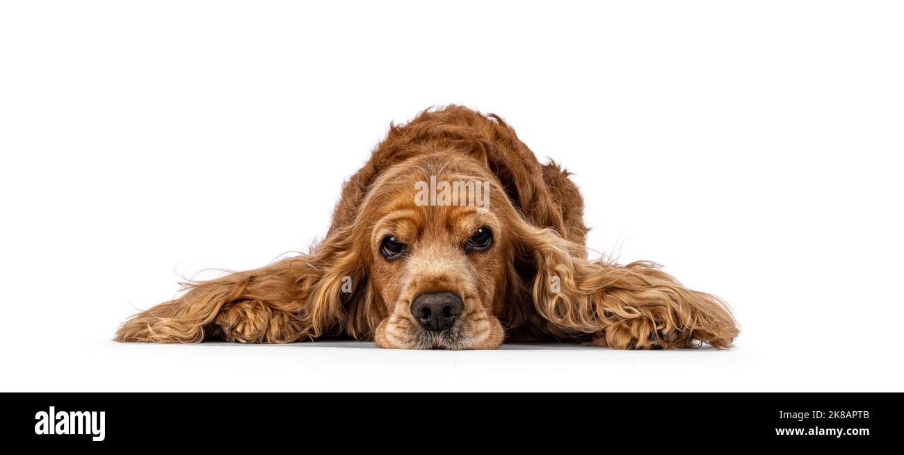 Funny cocker spaniel hi-res stock photography and images - Alamy