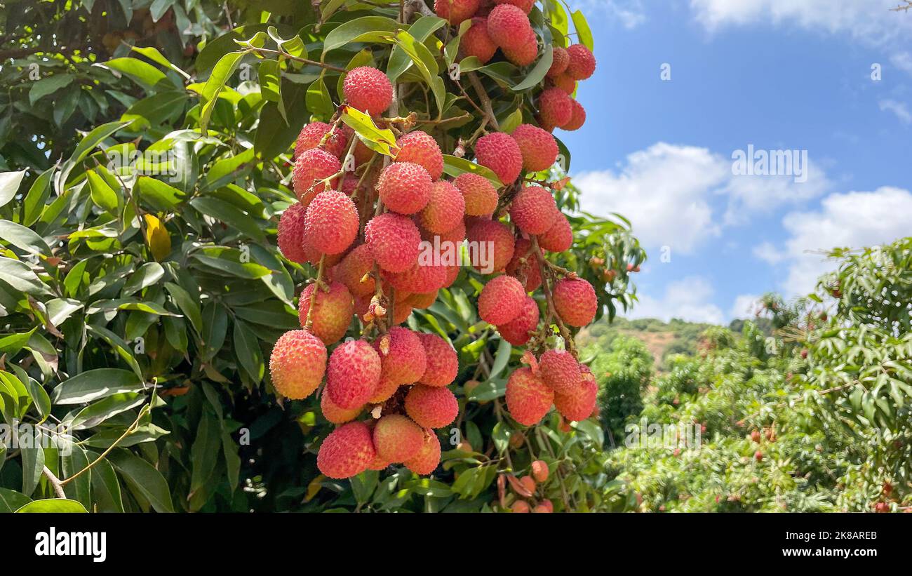 Lychee fruit on the tree for picking Stock Photo - Alamy