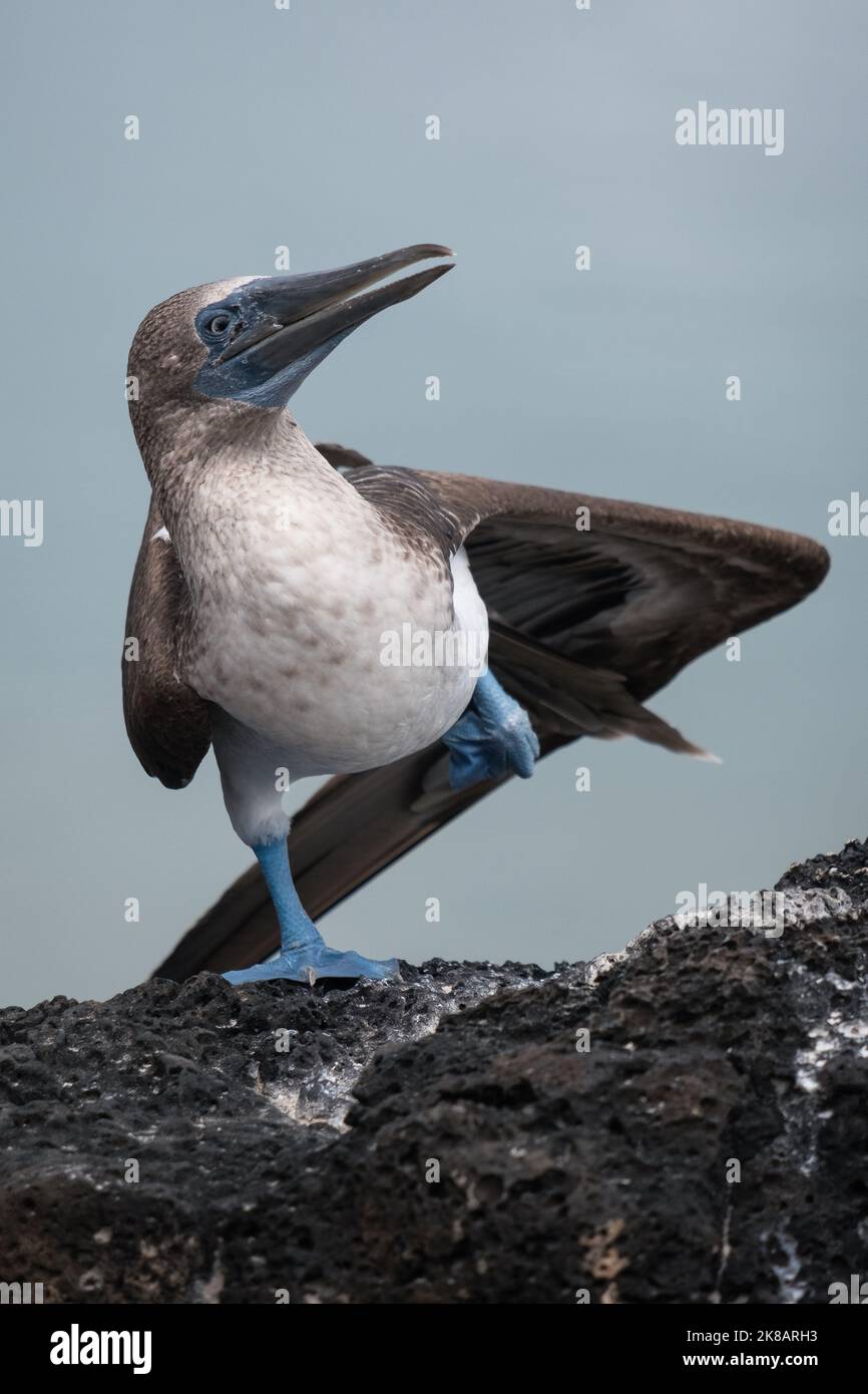 Blue Footed Booby in the Galapagos Islands Stock Photo - Alamy