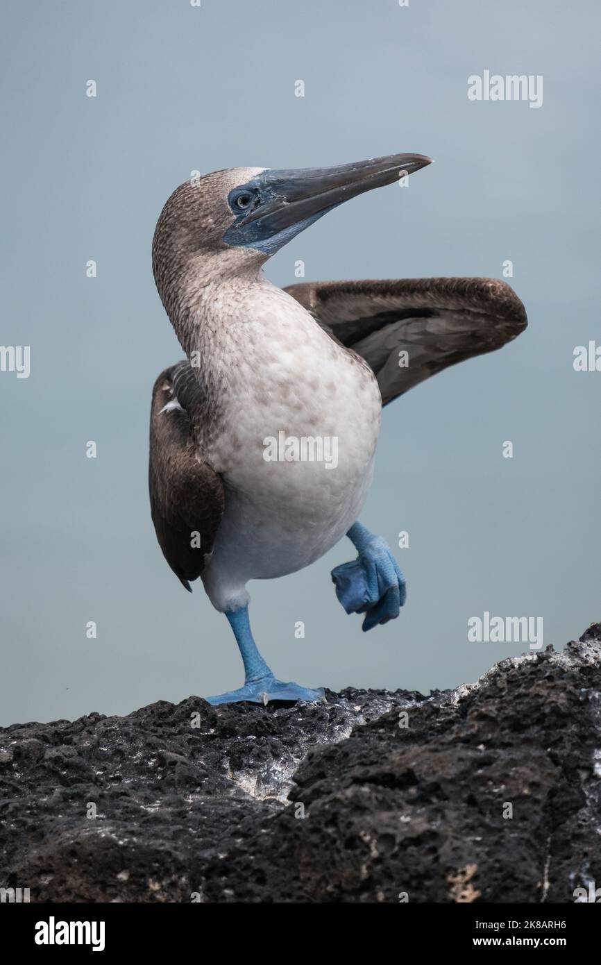 Blue Footed Booby in the Galapagos Islands Stock Photo - Alamy