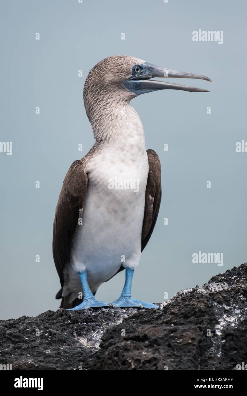 Blue Footed Booby in the Galapagos Islands Stock Photo - Alamy