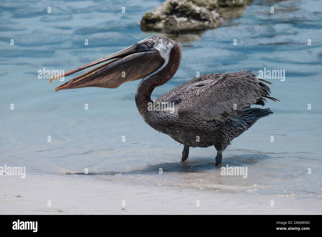 Pelican feeding hi-res stock photography and images - Alamy