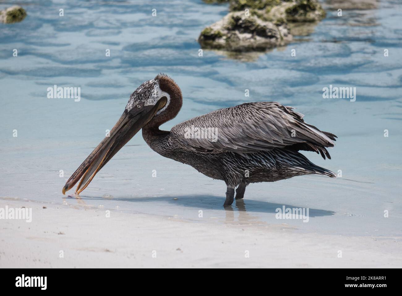 Pelican catching a fish in the Galapagos Islands Stock Photo - Alamy