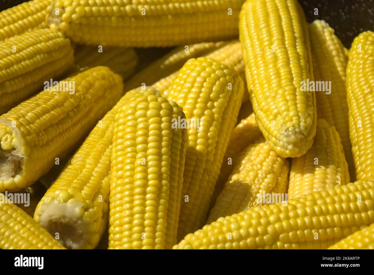 Boiled corn. Sale of freshly boiled hot corn at fair. Natural yellow ...