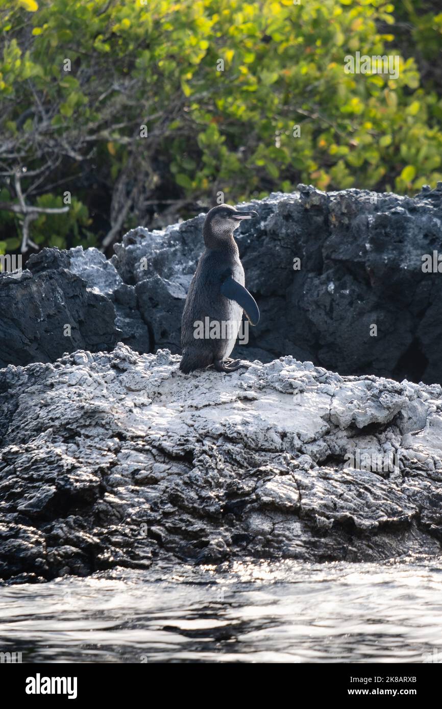 Tropical penguin hi-res stock photography and images - Alamy