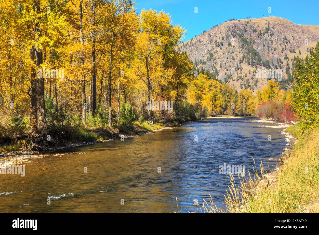 fall colors along rock creek near clinton, montana Stock Photo - Alamy