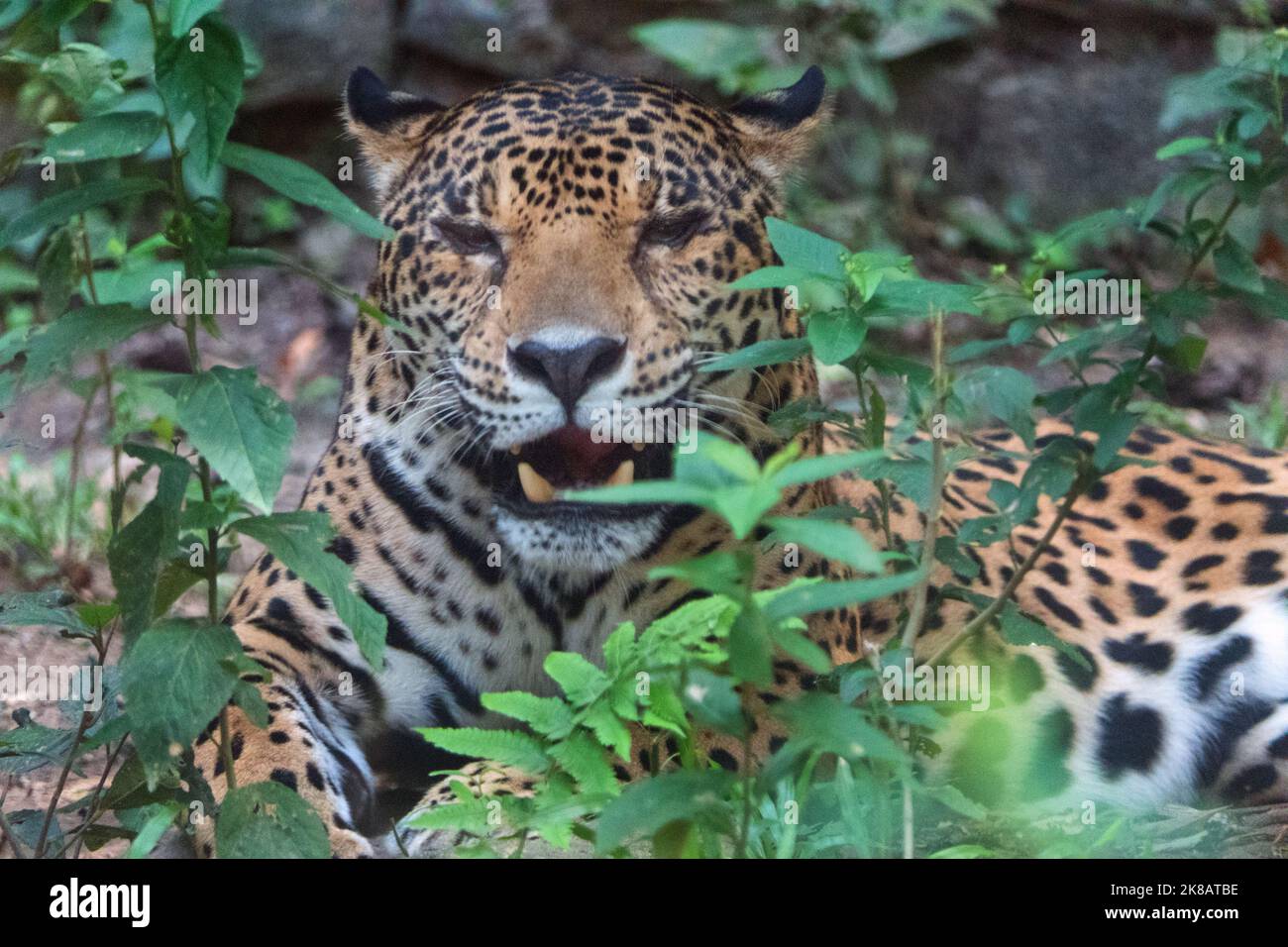 Female jaguar in zoo cage in Chiapas, Mexico. Big cat (Panthera onca ...