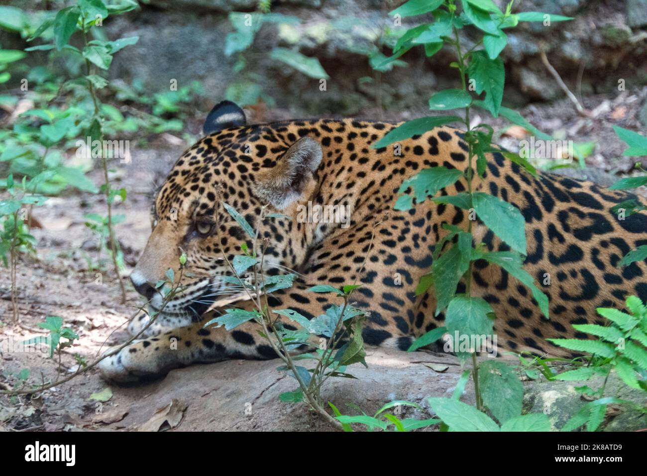 Female jaguar in zoo cage in Chiapas, Mexico. Big cat (Panthera onca ...