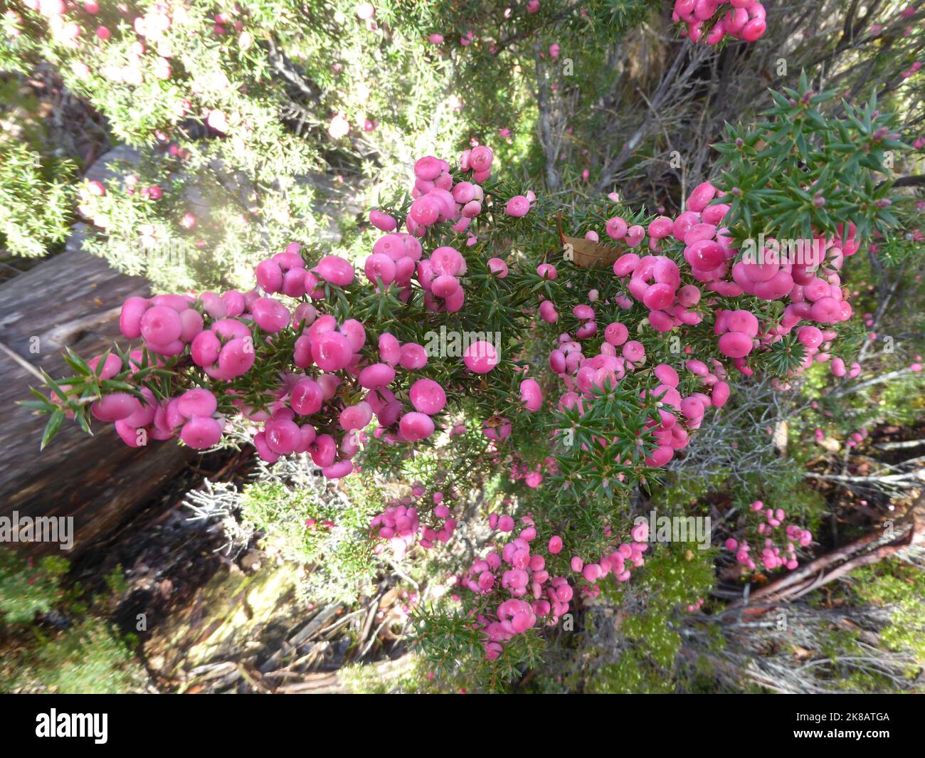The Overland Track. Australian bushwalking track.Cradle Mountain-Lake ...