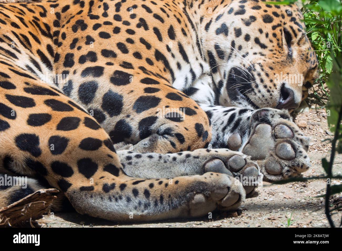 Large male jaguar in zoo cage in Chiapas, Mexico. Big cat (Panthera ...