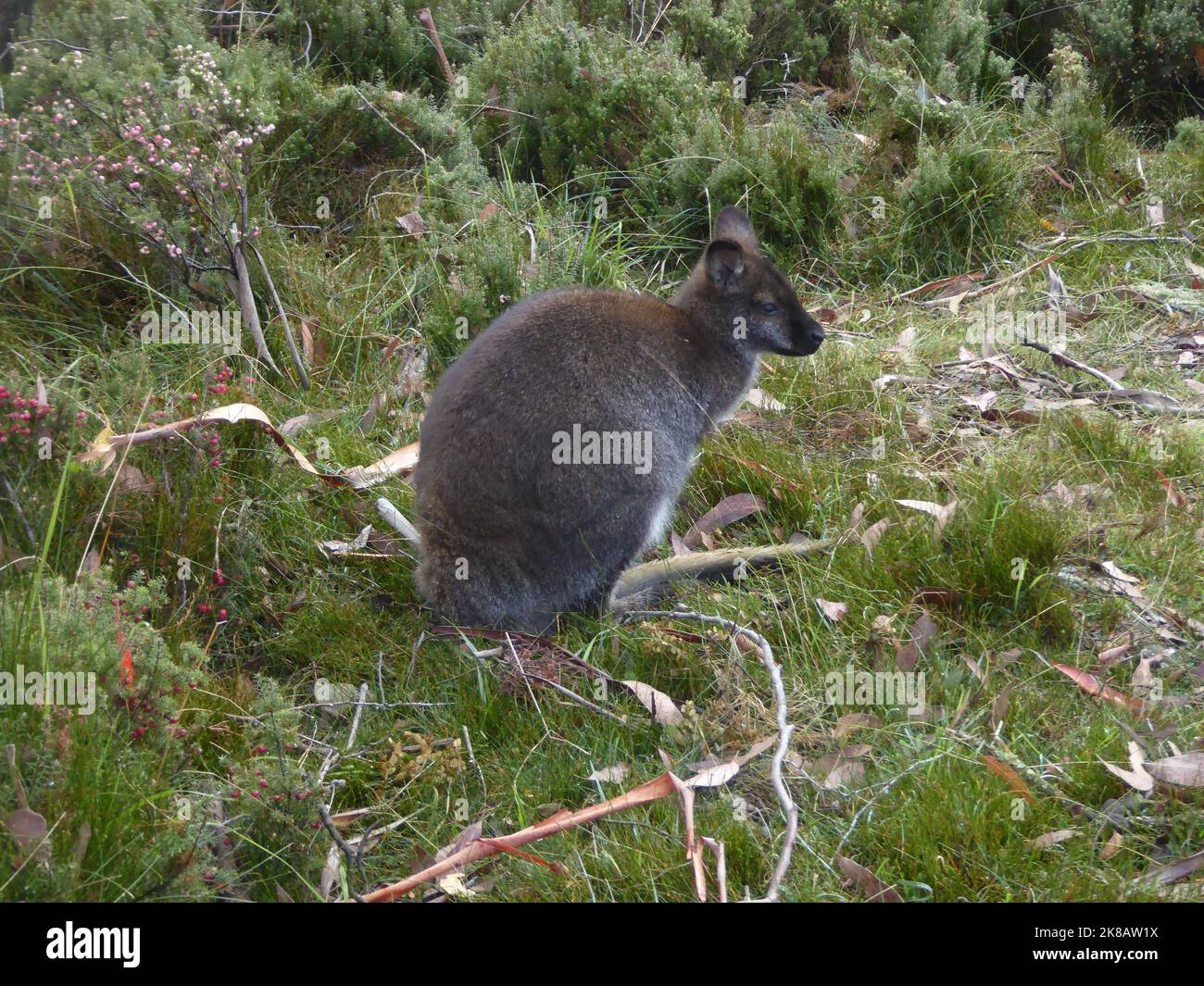 The Overland Track. Australian bushwalking track.Cradle Mountain-Lake ...