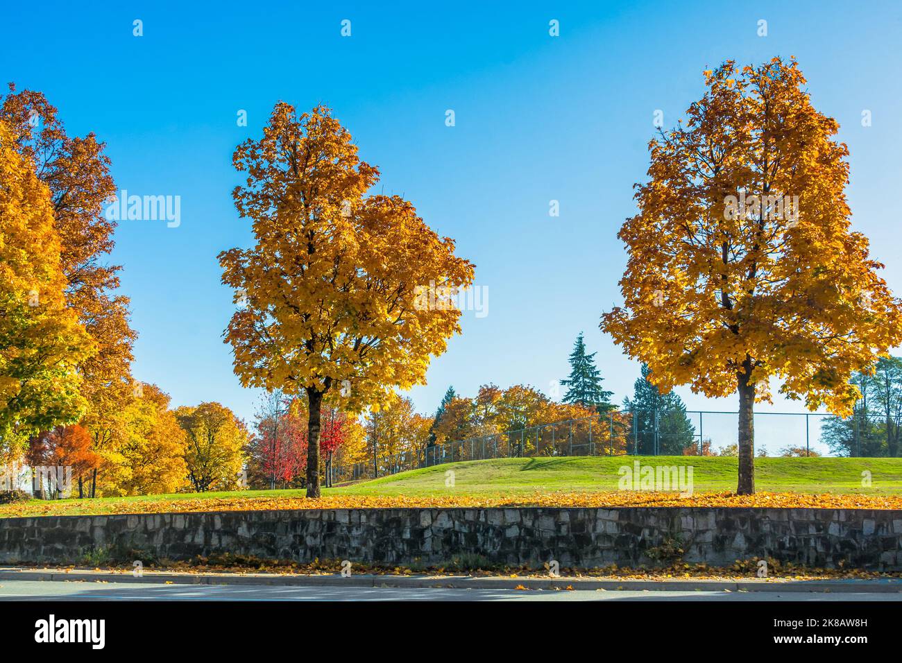Yellow maples in autumn in the park hi-res stock photography and images ...