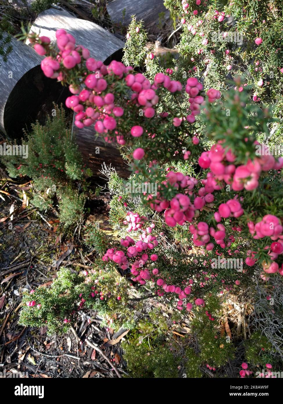 The Overland Track. Australian bushwalking track.Cradle Mountain-Lake ...