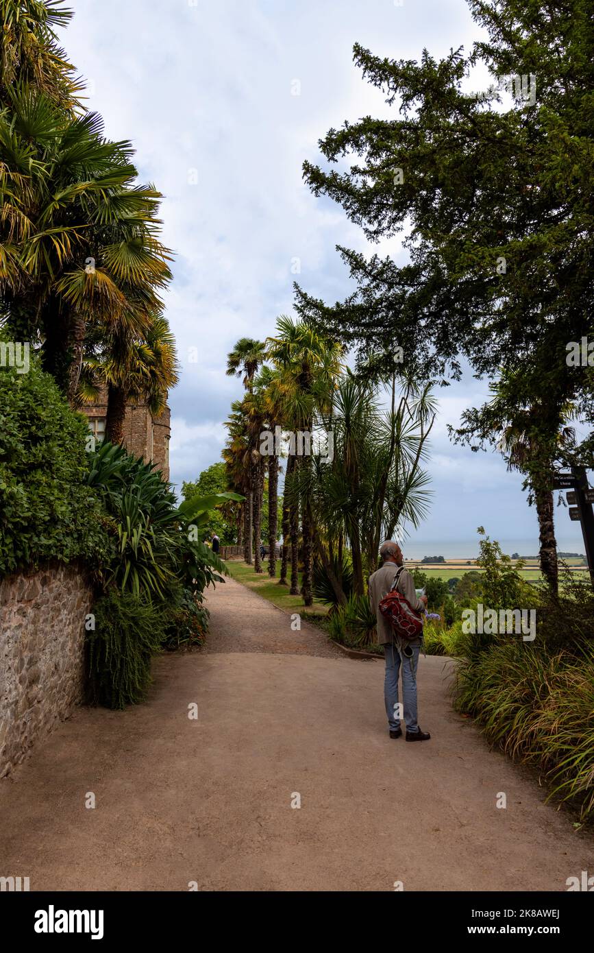 Visitor in the sub-tropical garden at Dunster Castle looking with view ...