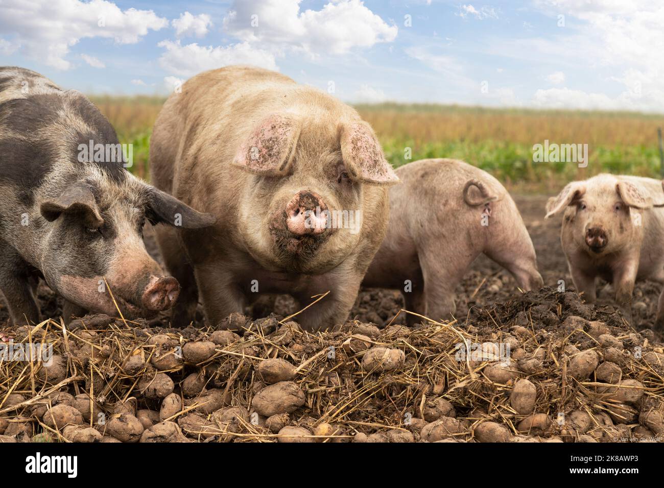Young pigs in field hi-res stock photography and images - Alamy