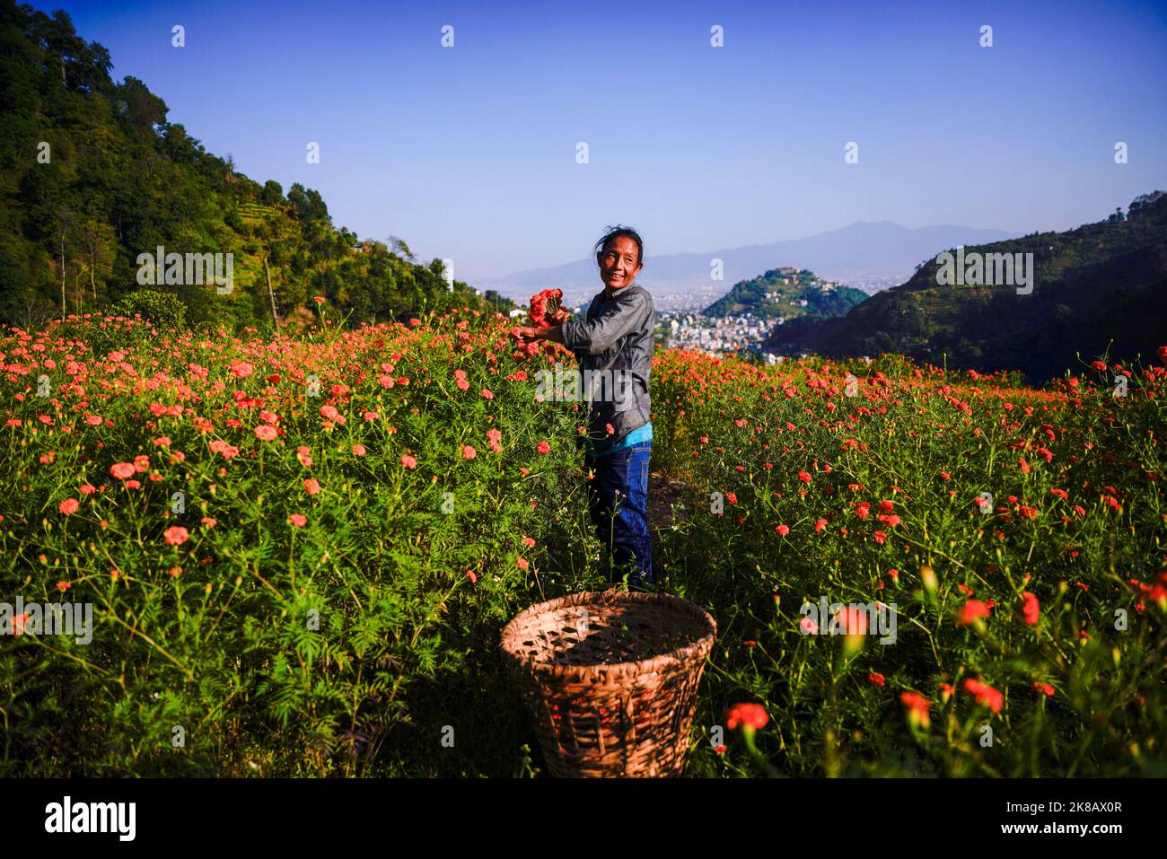 Kathmandu, Nepal. 22nd Oct, 2022. Nepalese farmer picks marigold ...