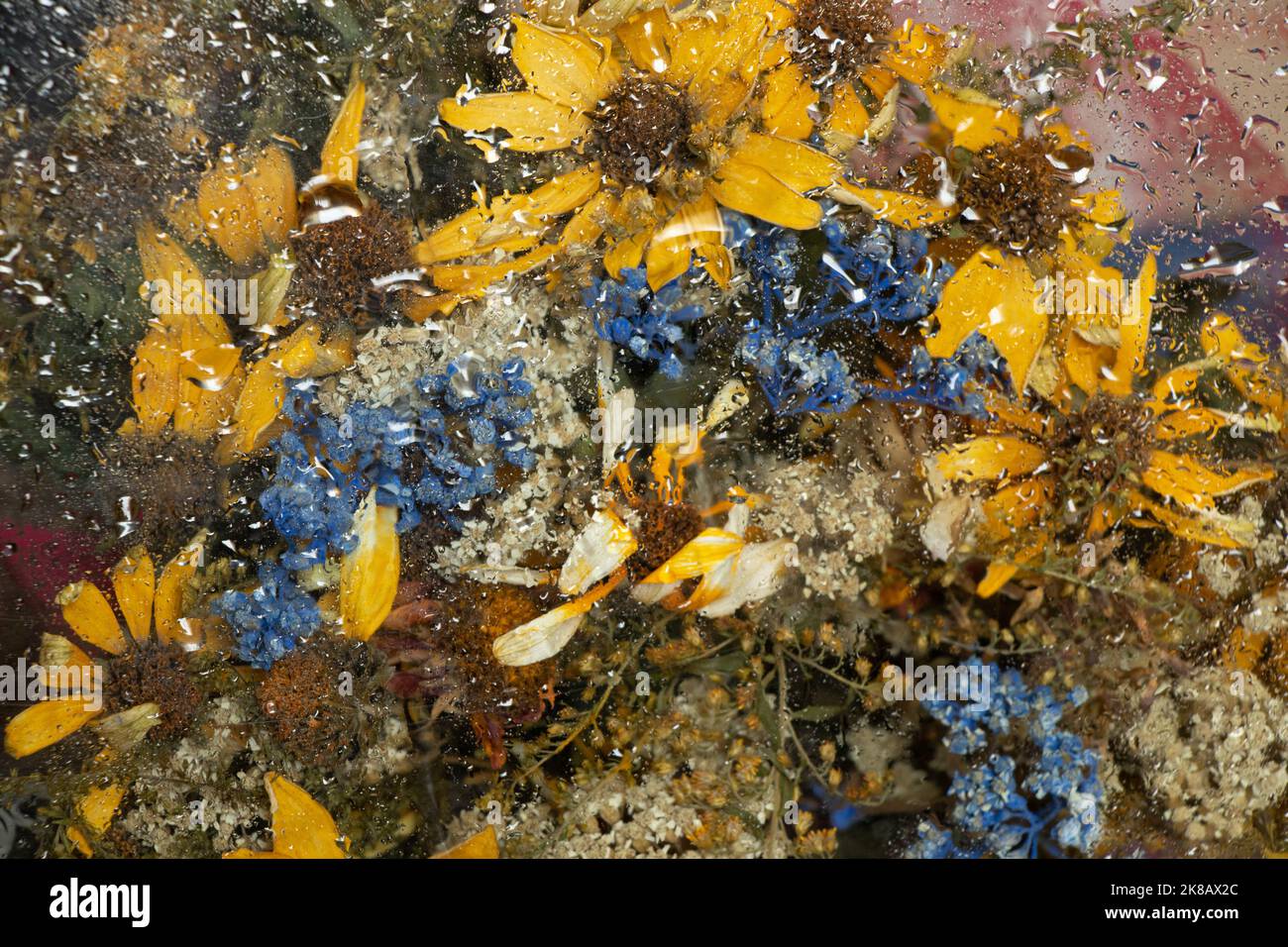 a bouquet of wild blue and yellow flowers dried up behind wet glass as ...