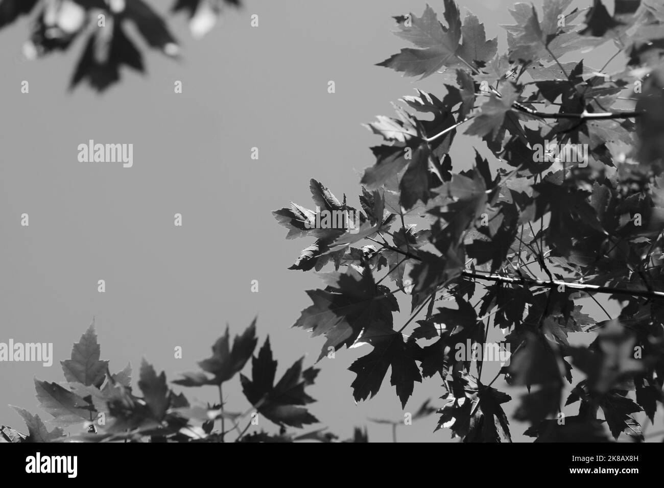 Beautiful maple tree full of leaves growing against the sky in a black ...