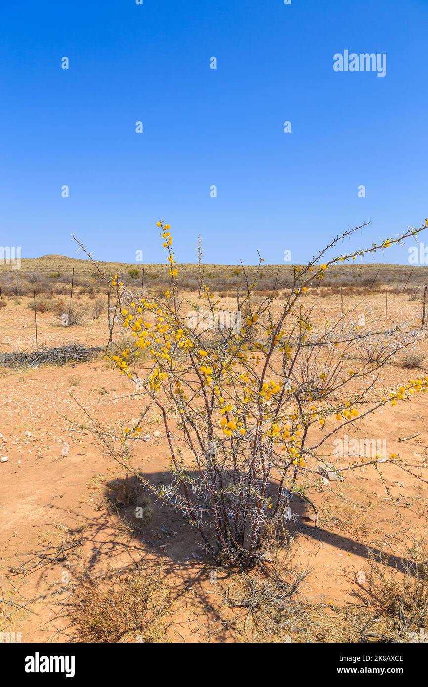 Branch from an African Acacia species of tree. Flowers and spikes ...