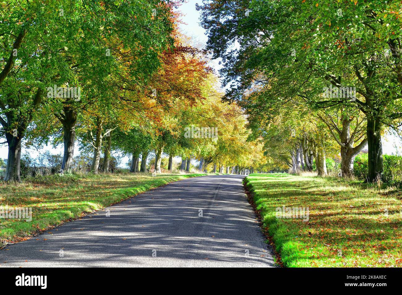 A tree-lined country lane near Sandringham in Norfolk starts changing ...