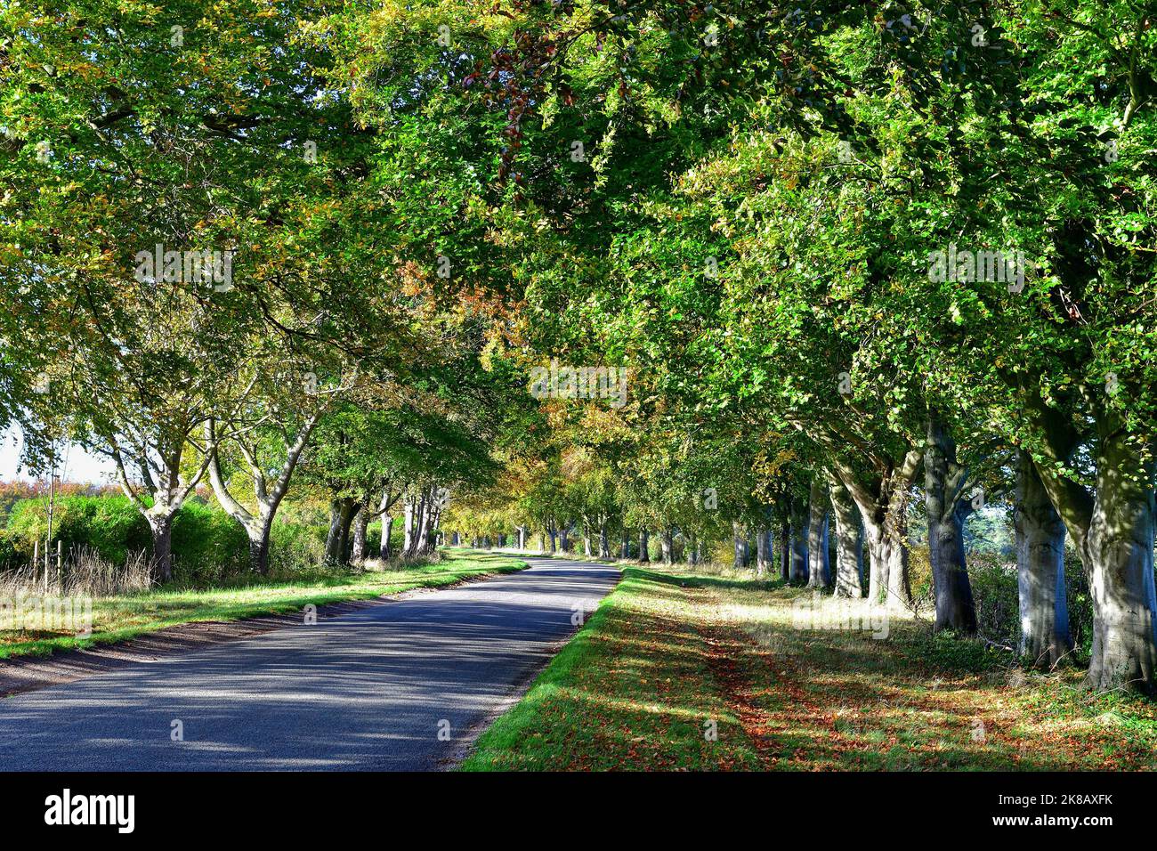 A tree-lined country lane near Sandringham in Norfolk starts changing ...