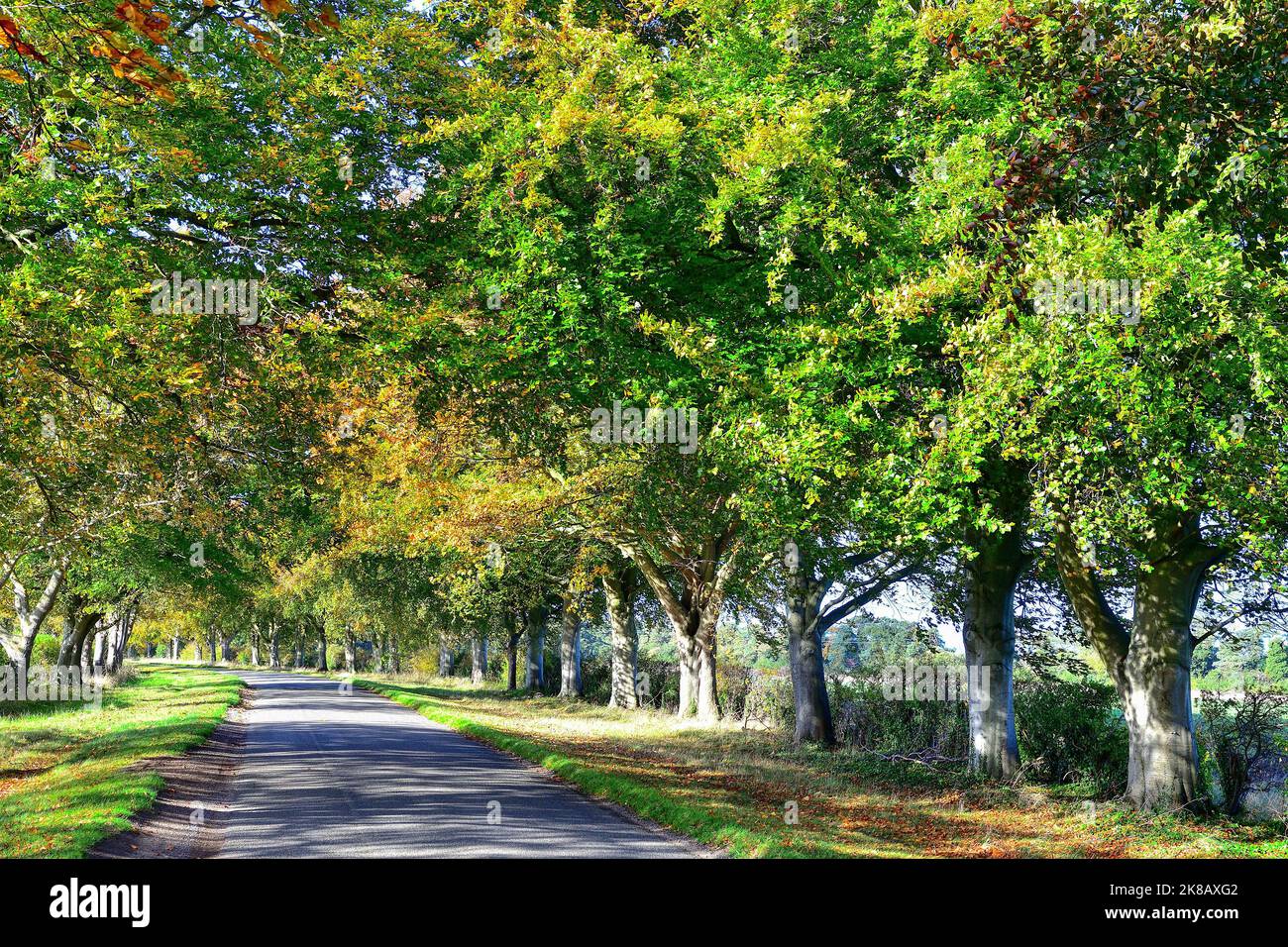 A tree-lined country lane near Sandringham in Norfolk starts changing ...