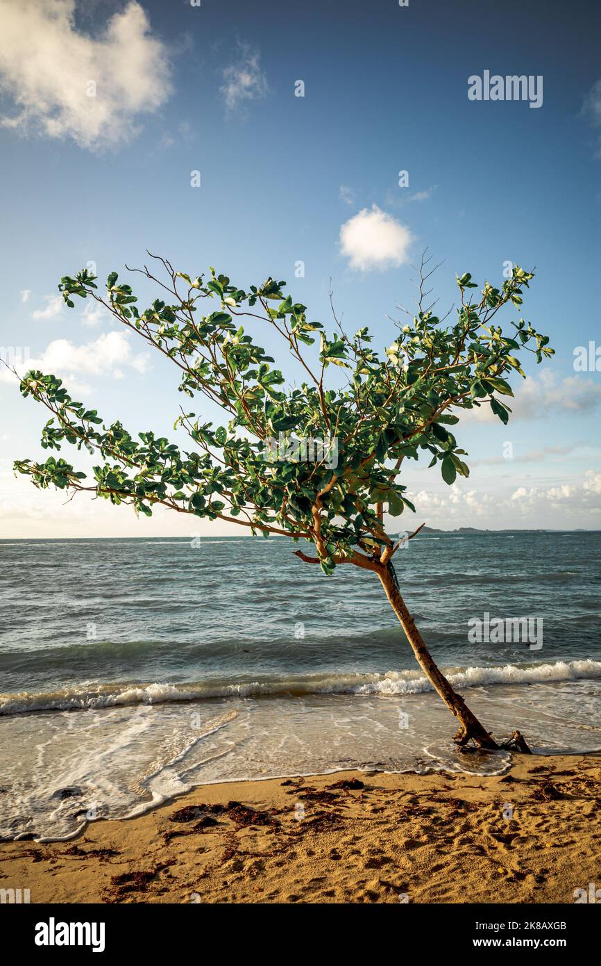 Lonely tree on the beach Stock Photo - Alamy