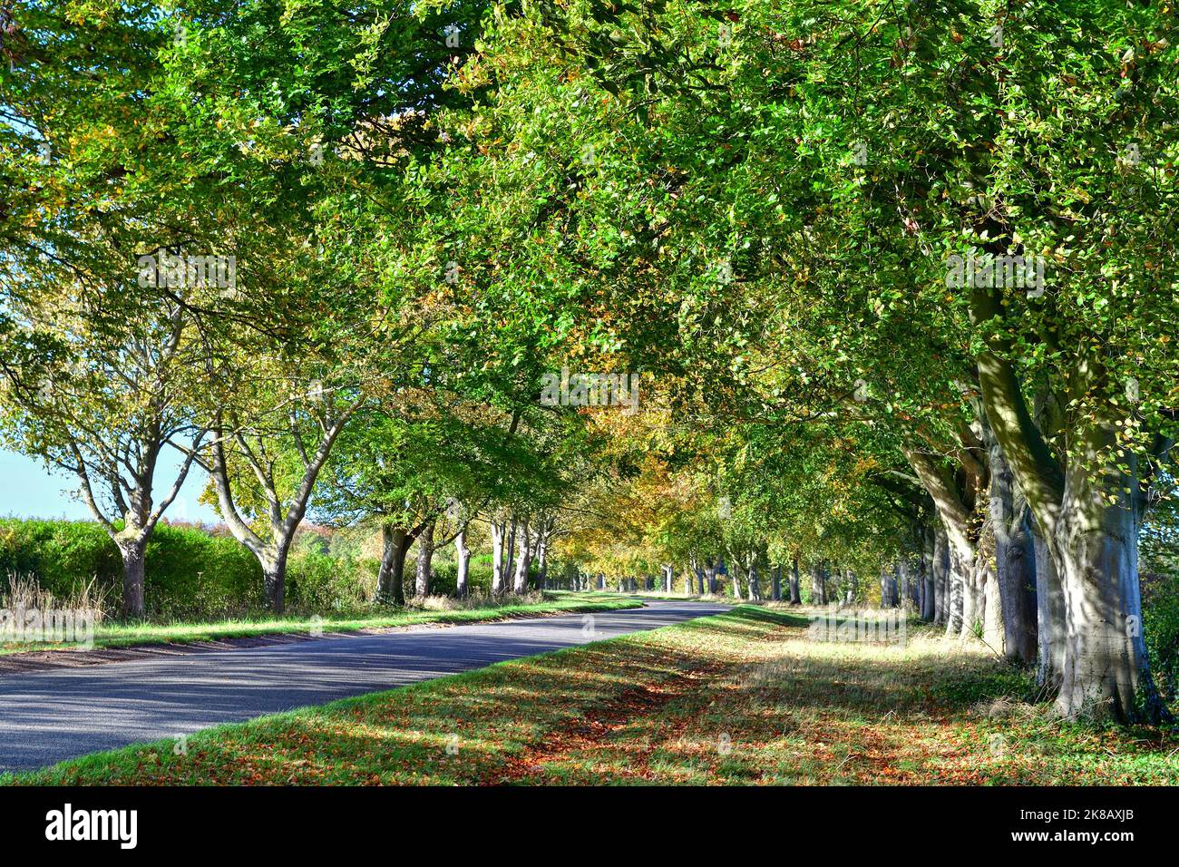 A tree-lined country lane near Sandringham in Norfolk starts changing ...